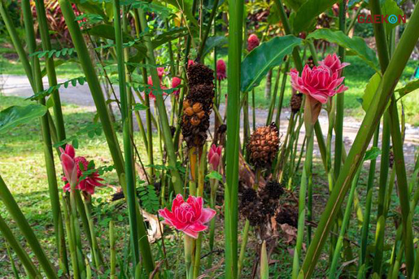 Ketahui 5 Manfaat Buah Honje dan Cara Mengolahnya yang Benar