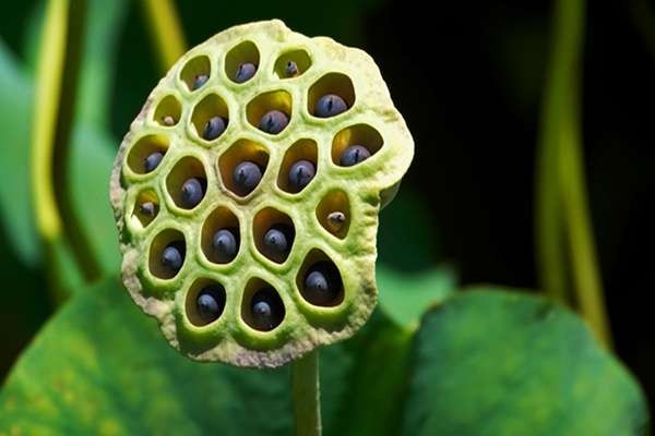 Apa Itu Trypophobia? Yuk, Pahami Lebih Dalam di sini! Apa Itu Trypophobia? Yuk, Pahami Lebih Dalam di sini!