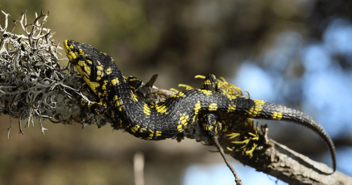 Abronia Lizards | Captive-Bred Graminea, Taeniata & More — Expert Care ...