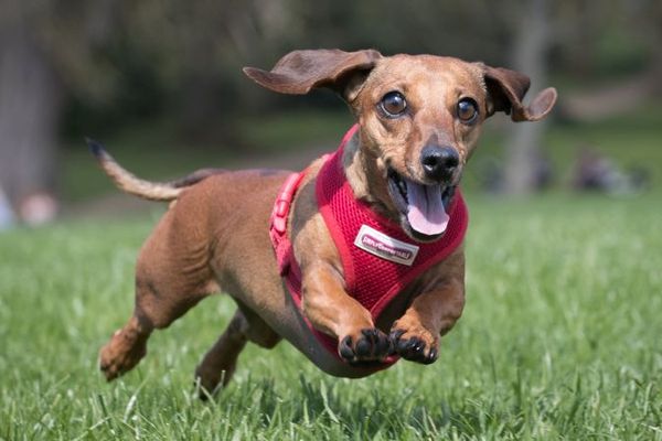 The Connection Between a Dog's Lifespan and Its Schnoz Size