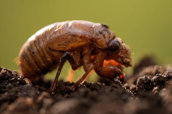 Springs Bizarre Phenomenon When Cicadas Turn Into Sex Crazed Zombies