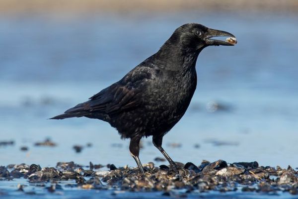 Crows Demonstrate Remarkable Counting Abilities Comparable to Young ...