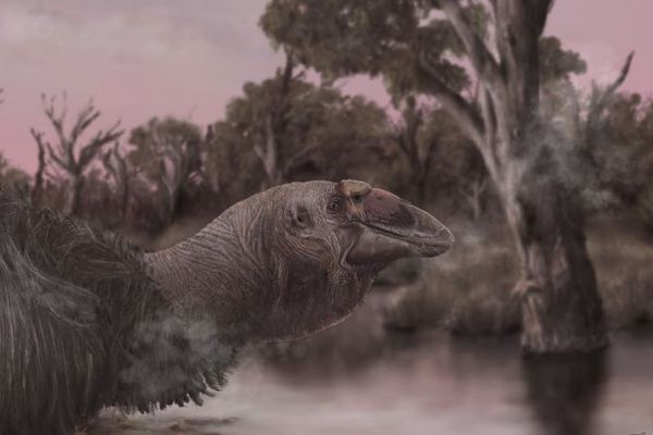 Newly Unearthed Skull Reveals Extinct Giant Bird in Australia