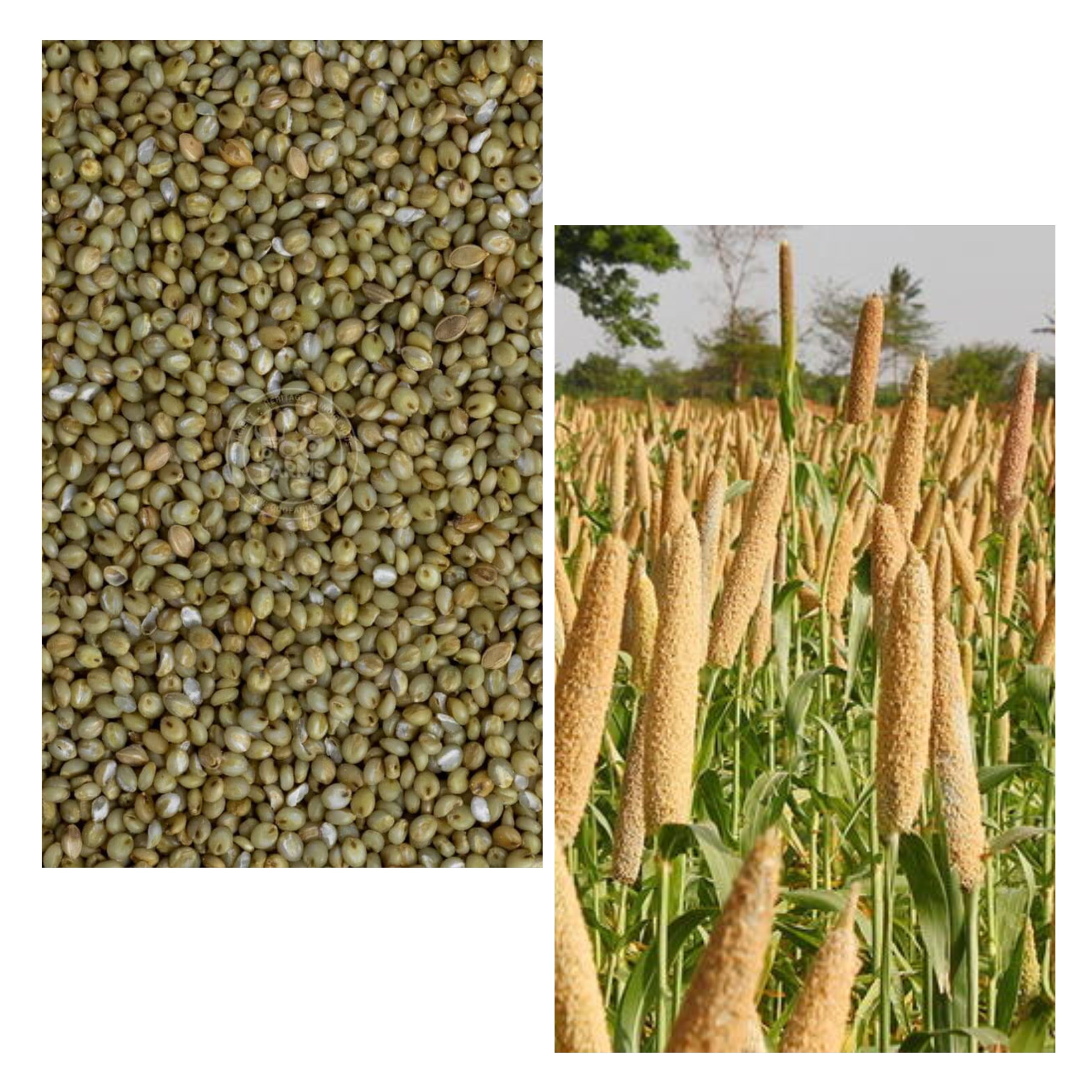 India’s Millet Revolution | Fresh Field Crops