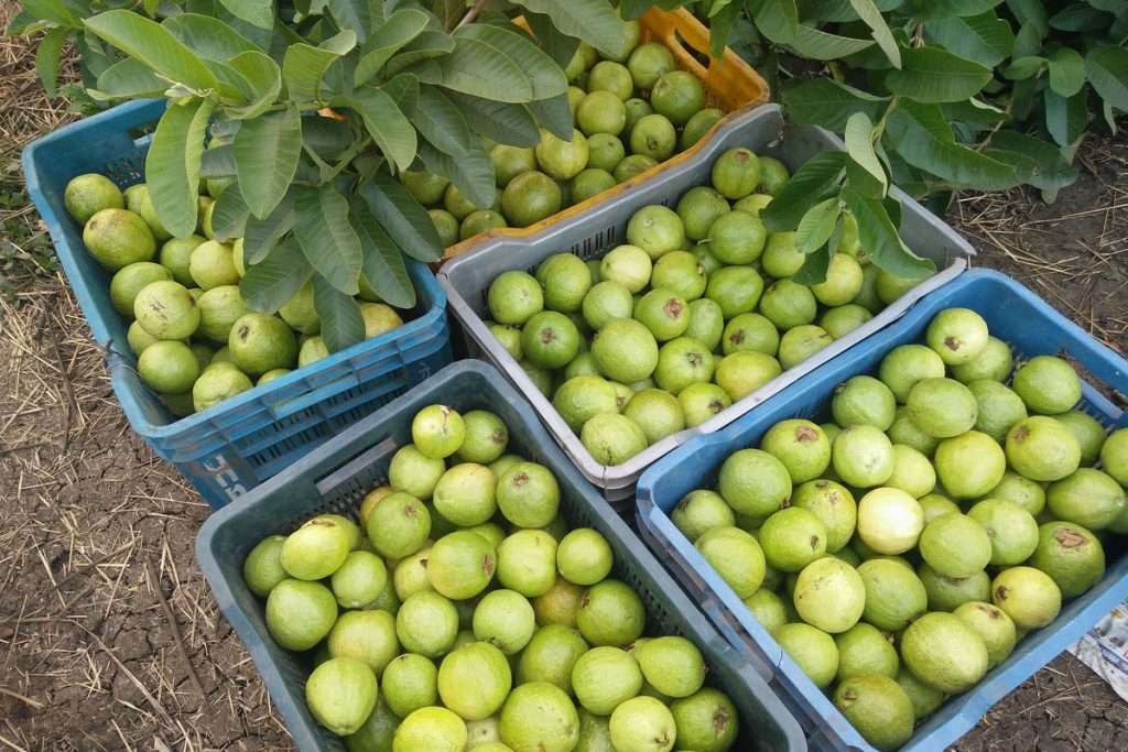 Guava Plantation Guide - Annadhatri Agritech Private Limited
