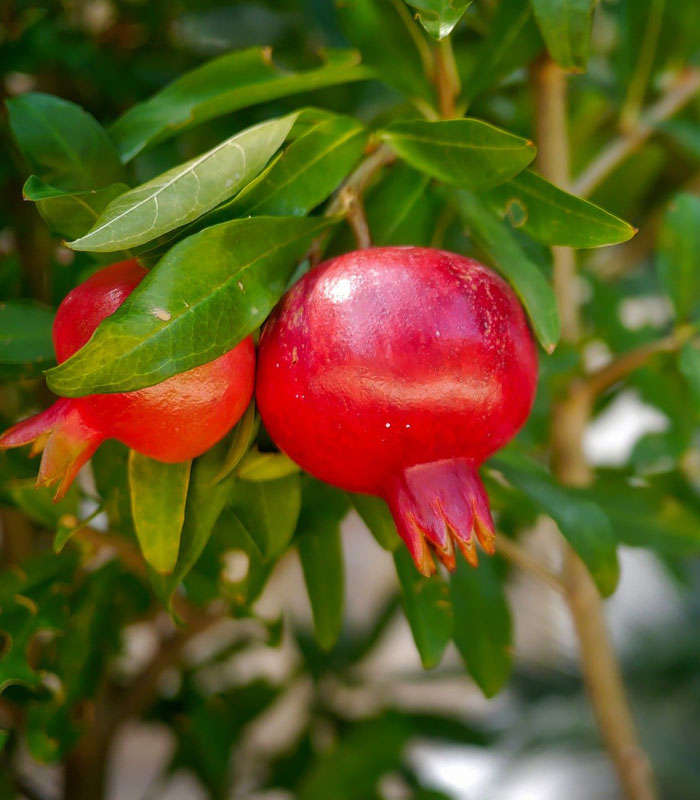 BEDANA - Annadhatri Agritech Private Limited