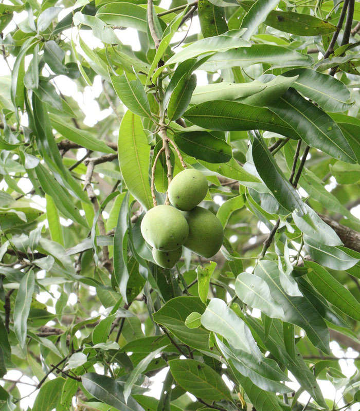 MANGO 12 MONTH - Annadhatri Agritech Private Limited