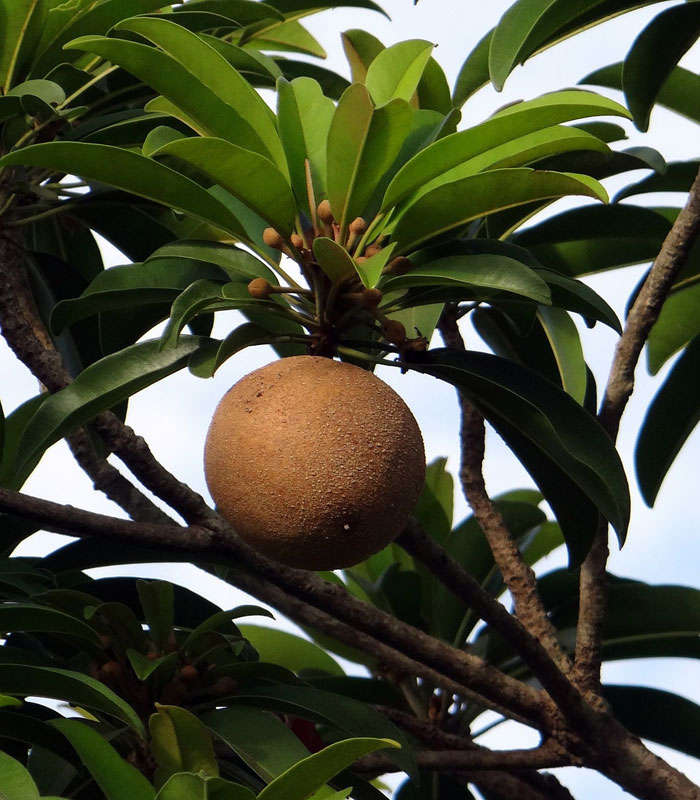 SAFEDA (THAI VARIETY) - Annadhatri Agritech Private Limited