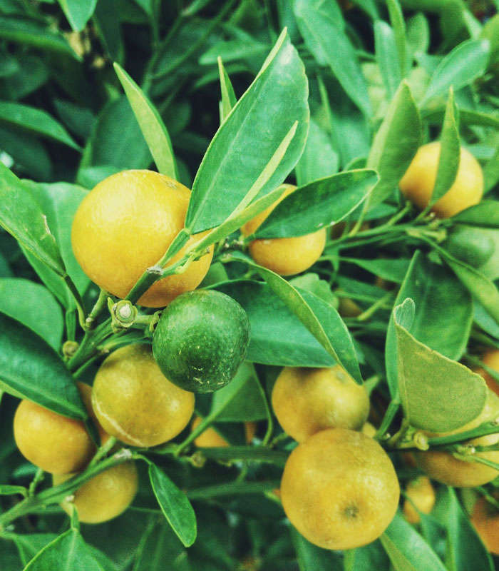 SEEDLESS LEMON - Annadhatri Agritech Private Limited