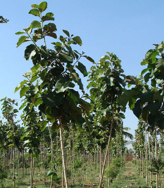 TEAK PLANT - Annadhatri Agritech Private Limited