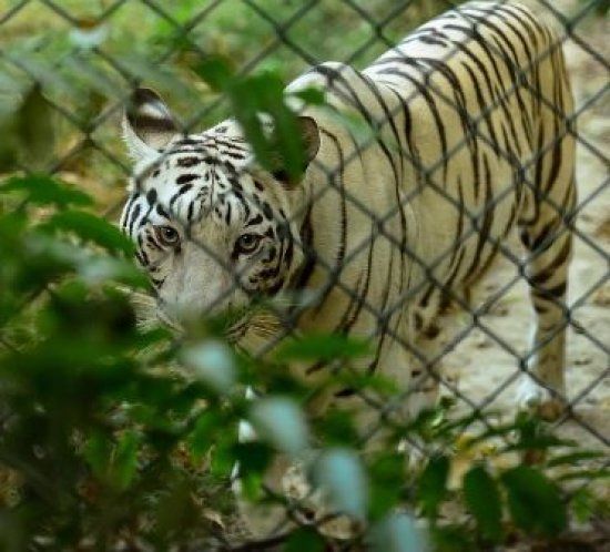 Lucknow Zoo timings, lucknow. Location, Entry Fees, Opening Hours ...