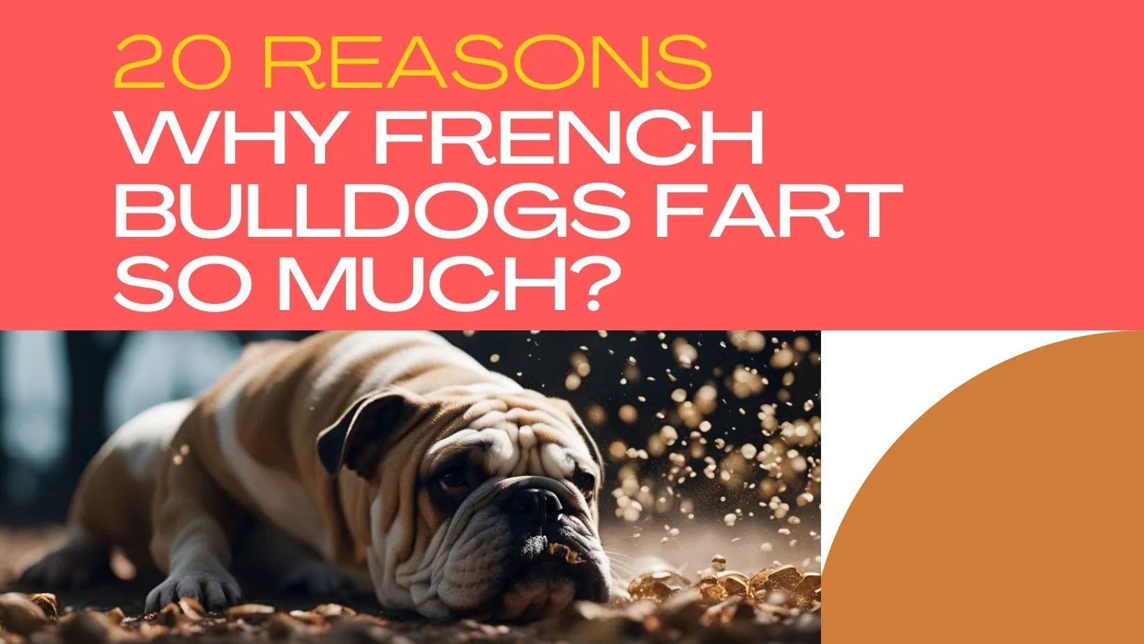 How 20 Reasons Why Do French Bulldogs Fart So Much shows up