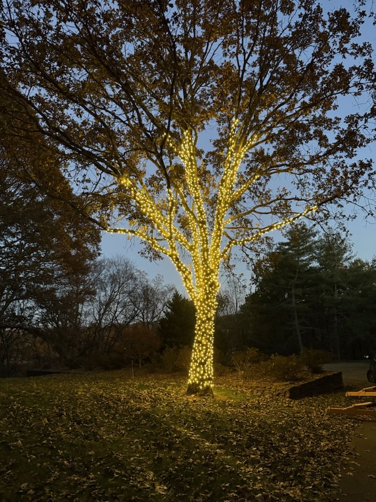 Creating a Nighttime Wonderland with Custom Tree Lighting | Sasquatch ...