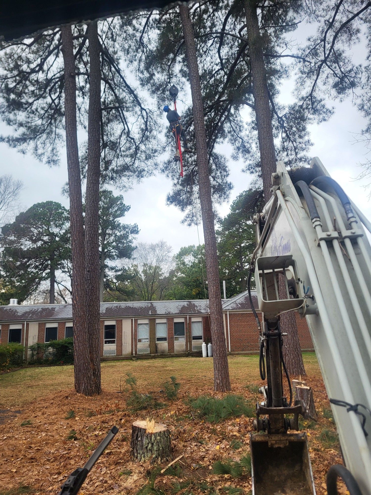 Safe Pine Tree Removal at Walsingham Academy with Crane Assist | East ...