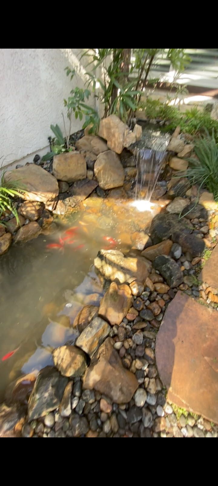 Pond Restoration with Waterfall Installation | Pacific Pond and Aquarium