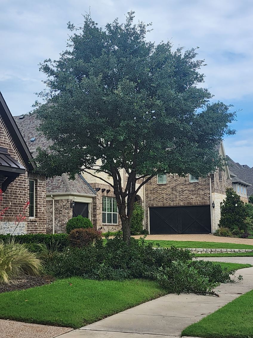 Expert Tree Pruning in Frisco for Safer Homes | Burris Tree Service