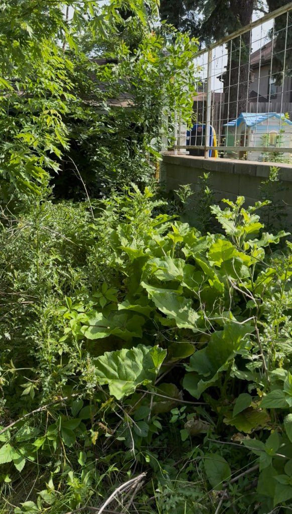 Garden Makeover with Stunning Mulch Finish | Elevate Lawns