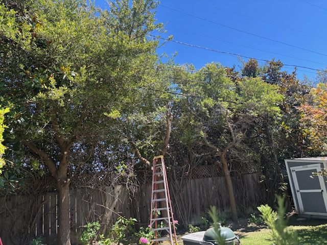 Expert Tree Trimming for Backyard Safety | Fisher Garden & Landscaping ...