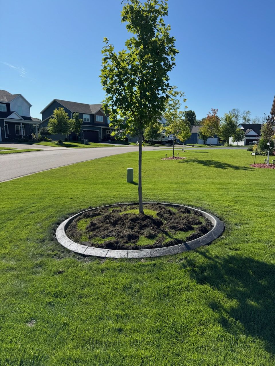 Stunning Landscaped Tree Rings Inspire Yard Transformations | Elevated ...