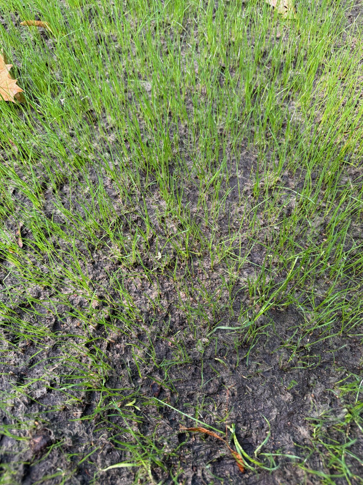 Transform Your Lawn with Verdant Growth | Erlandson Hydroscapes LLC