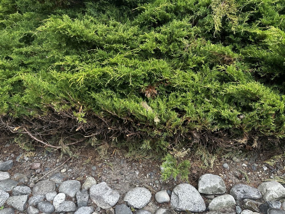Retention Pond Maintenance Services - Parkview Landscaping