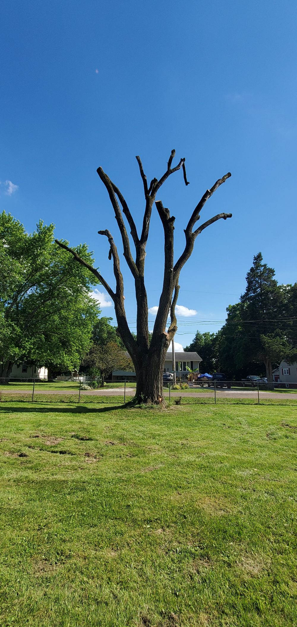 Peoria Tree Services & Care Experts | Aim To Tame Tree Service