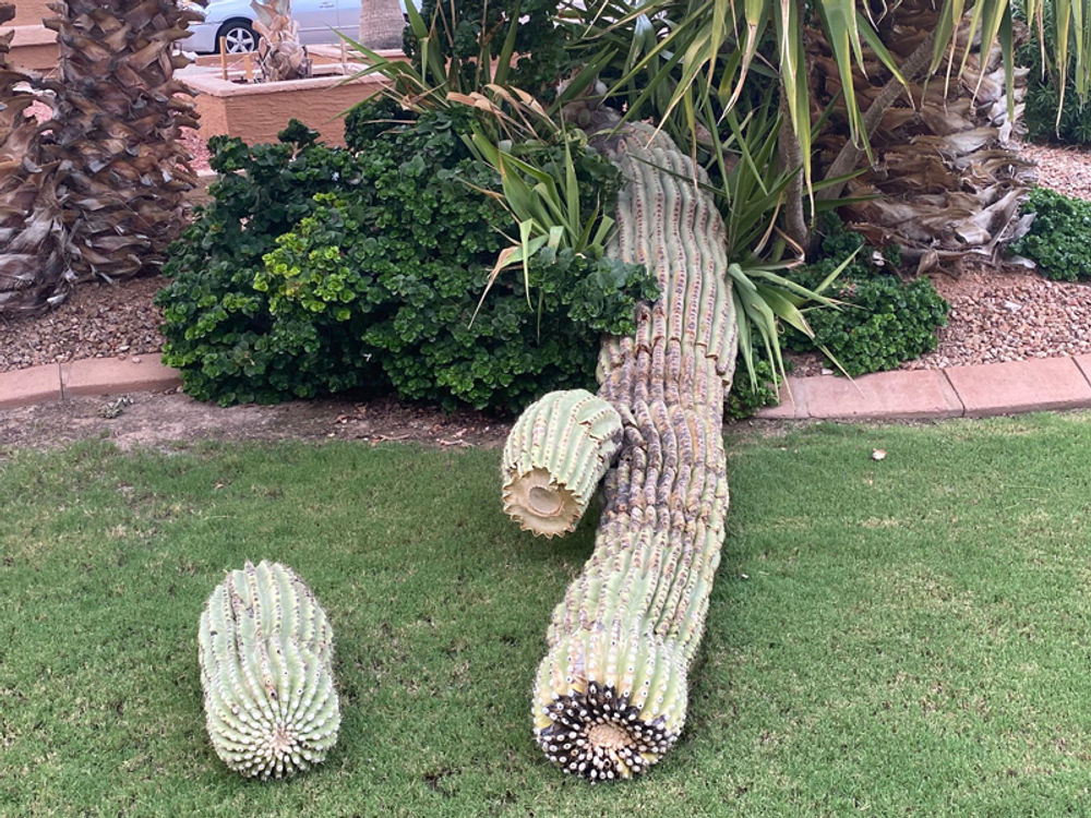 Cactus Trimming & Removal Services Near Tucson - Desert Garden Services