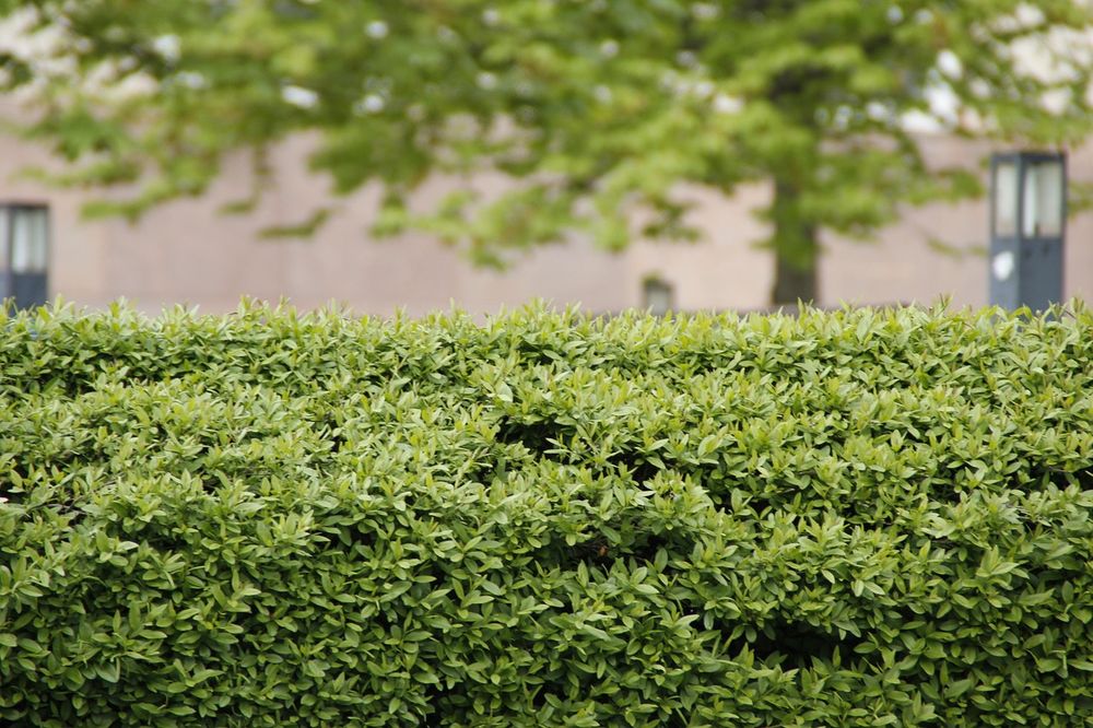 Hedge Trimming | Expert Landscaping Services | CMT Lawn and Landscape LLC