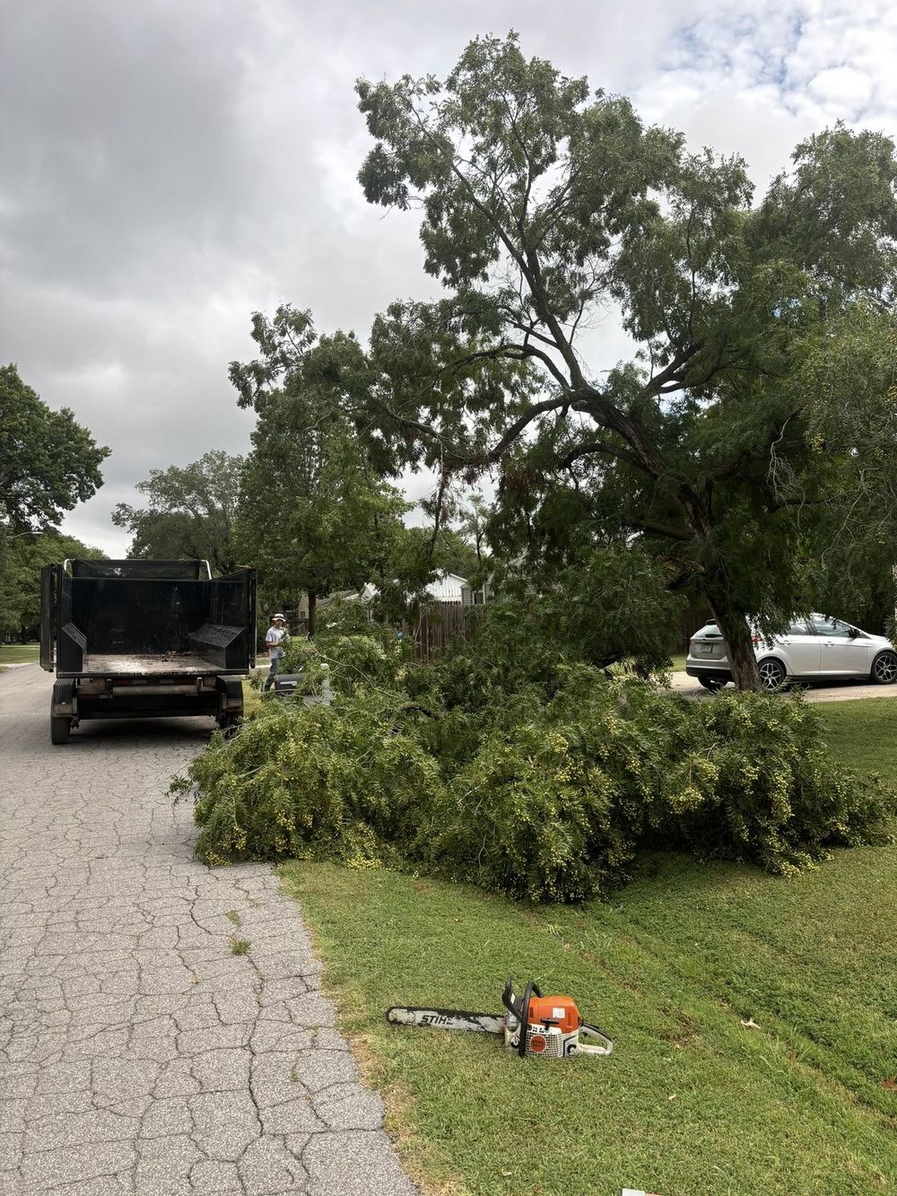 Tree Trimming & Removal Services | JBS Crew Co. Landscaping