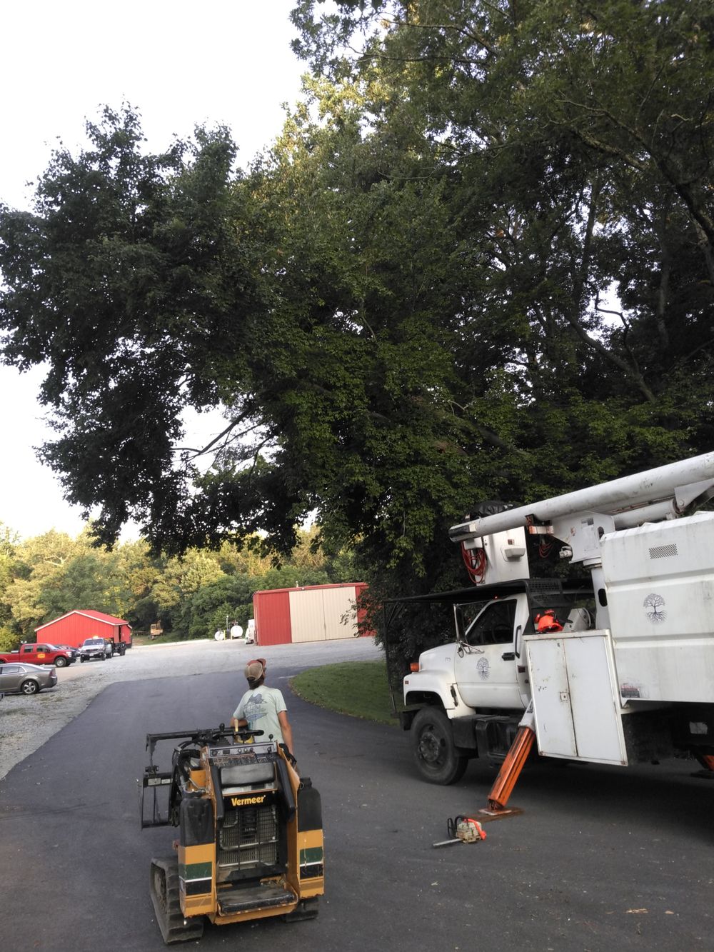 Tree Trimming Service | East Coast Trimmers Tree Service LLC