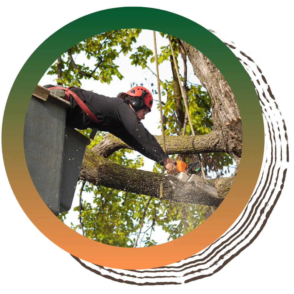 Tree Trimming & Pruning Services | A1 Tree & Stump Removal