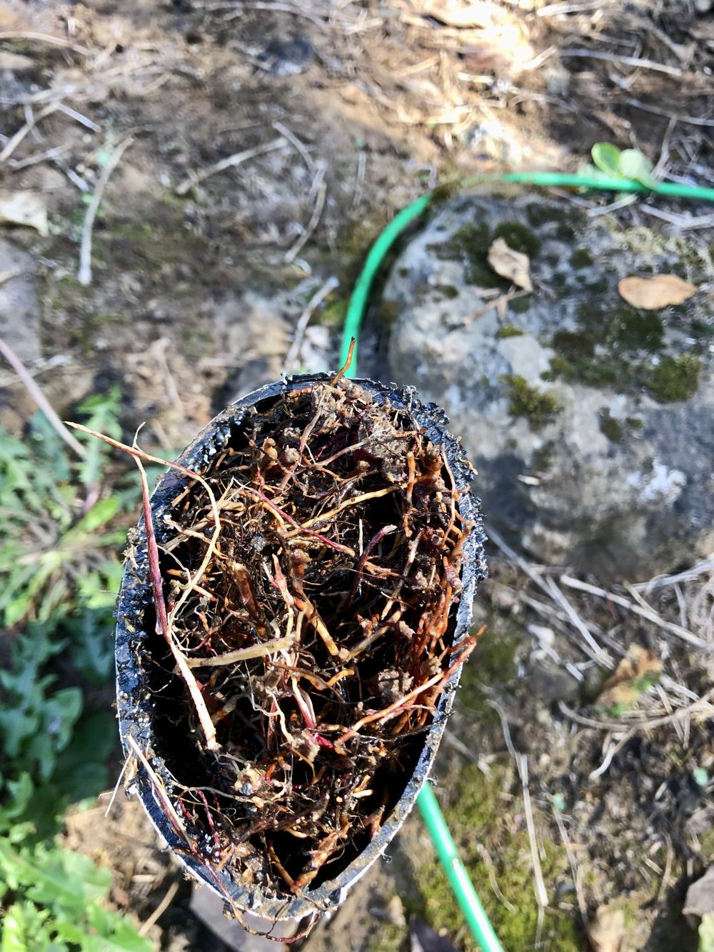 Tree Root Removal Services in Oregon City | OC Drain Service