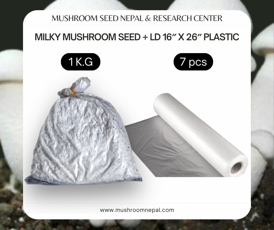 Milky Mushroom Seed [Spawn] (1 KG) + 7 pcs LD 16″ x 26″ Plastic ...