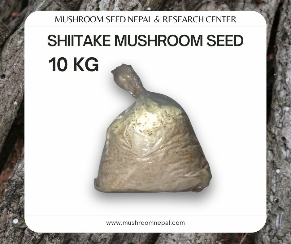 Shiitake Mushroom Seed [Spawn] - 10 KG | Mushroom Seed Nepal