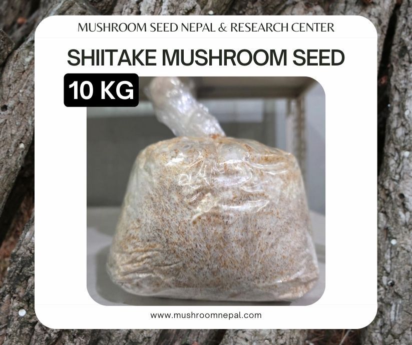 Shiitake Mushroom Seed [Spawn] - 10 KG | Mushroom Seed Nepal