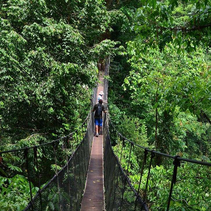 Hanging Bridges + Springs