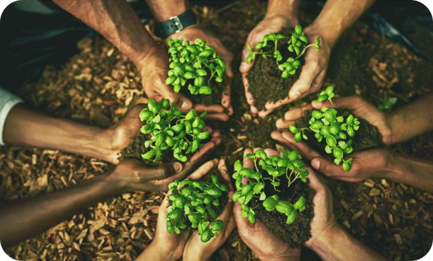 A group of people bending down while holding some plants