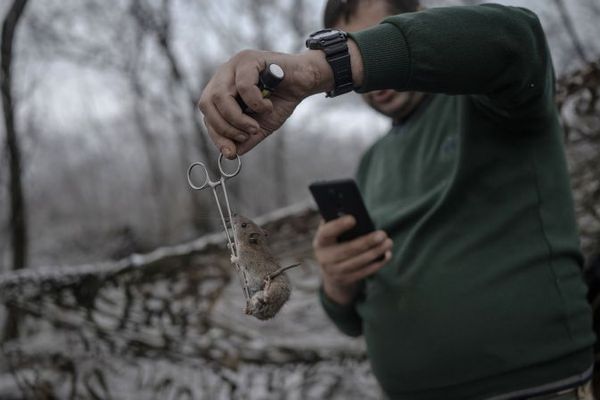 The Surprising Infestation: Rats, Mice, and the Frontlines of Ukraine's War The Surprising Infestation: Rats, Mice, and the Frontlines of Ukraine's War