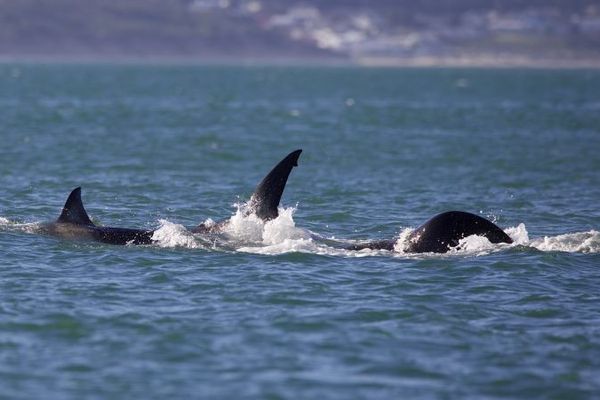Incredible Encounter: Orca Takes Down Great White Shark in Record Time ...