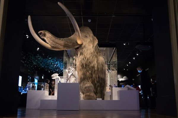 Advancements in Reviving Extinct Megafauna