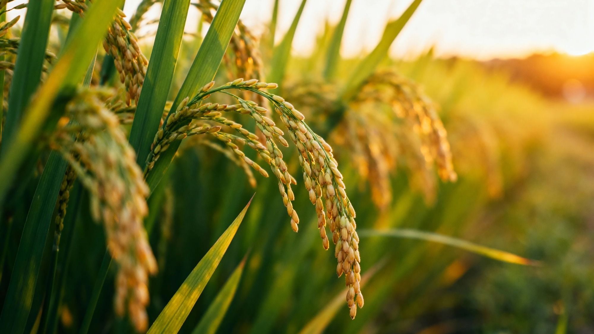 DPA Magazine | Farmers harness virtual reality to monitor crops remotely