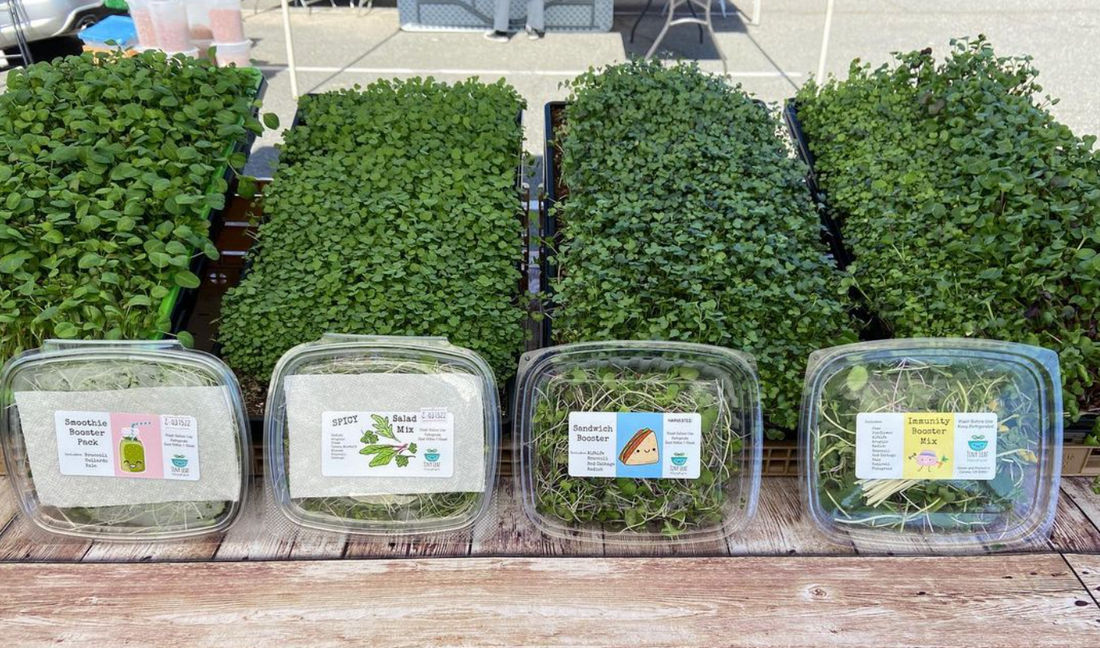How to Design a Stunning Microgreens Booth That Attracts Customers and ...