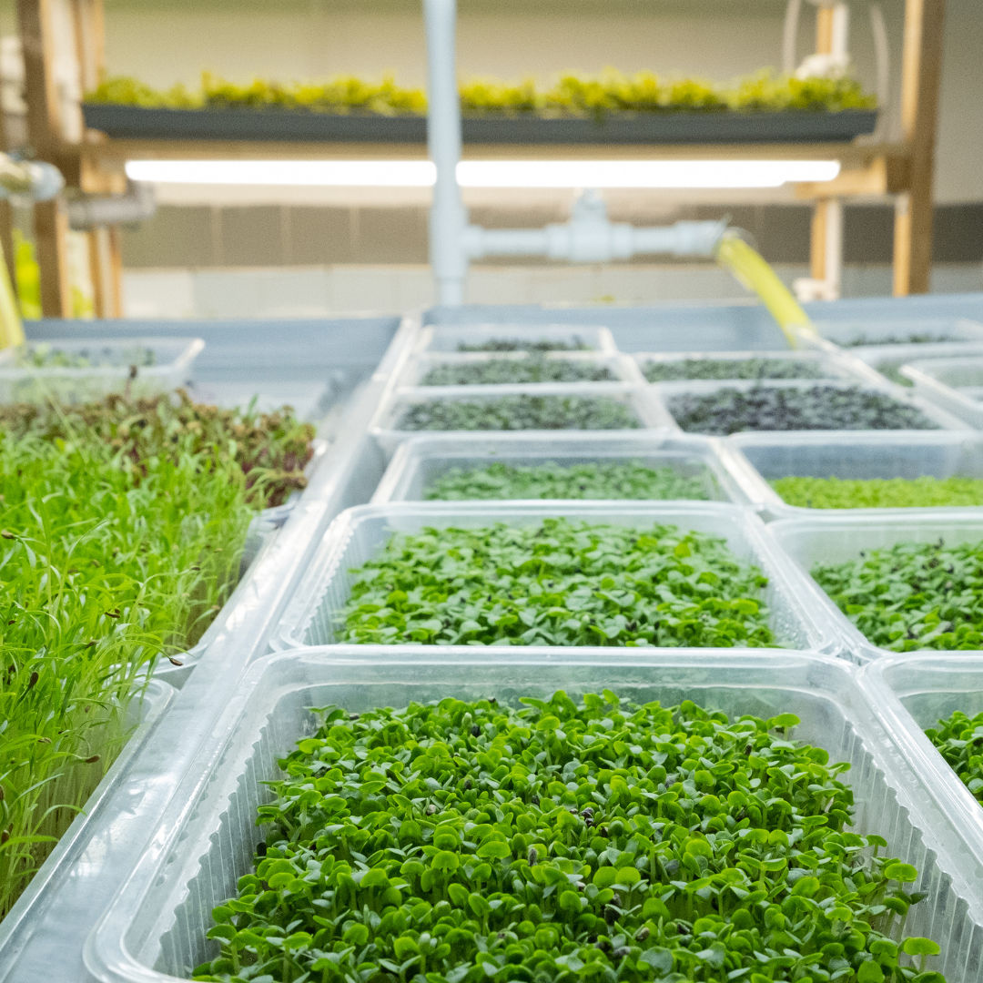 Eccentric Earth Microgreen Farm in Pleasant Valley, Missouri