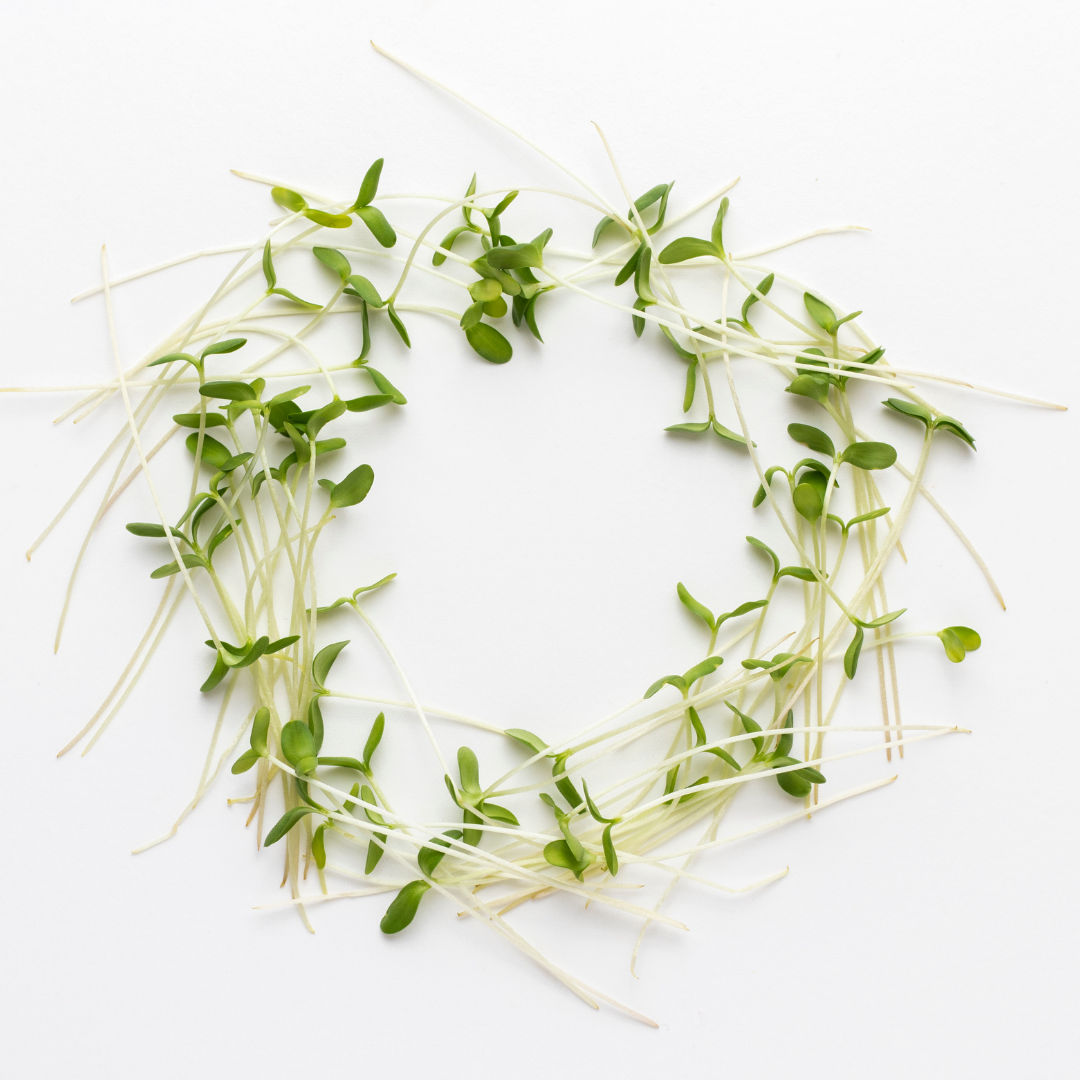 Eccentric Earth Microgreen Farm in Pleasant Valley, Missouri