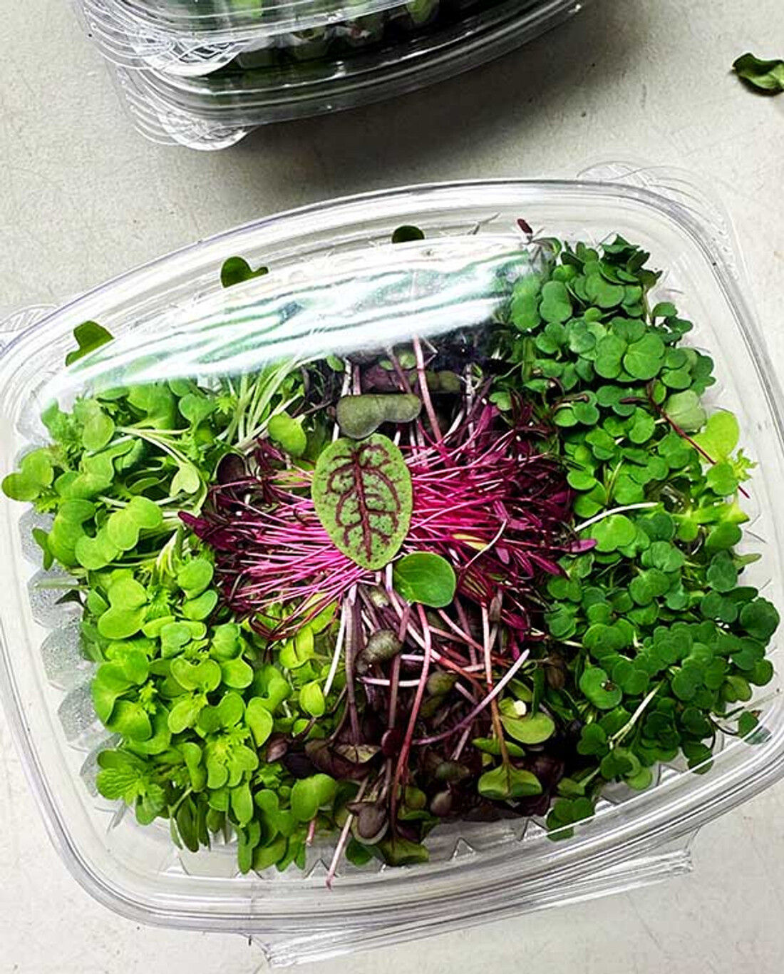 The Ultimate Guide to Choosing Containers for Microgreens