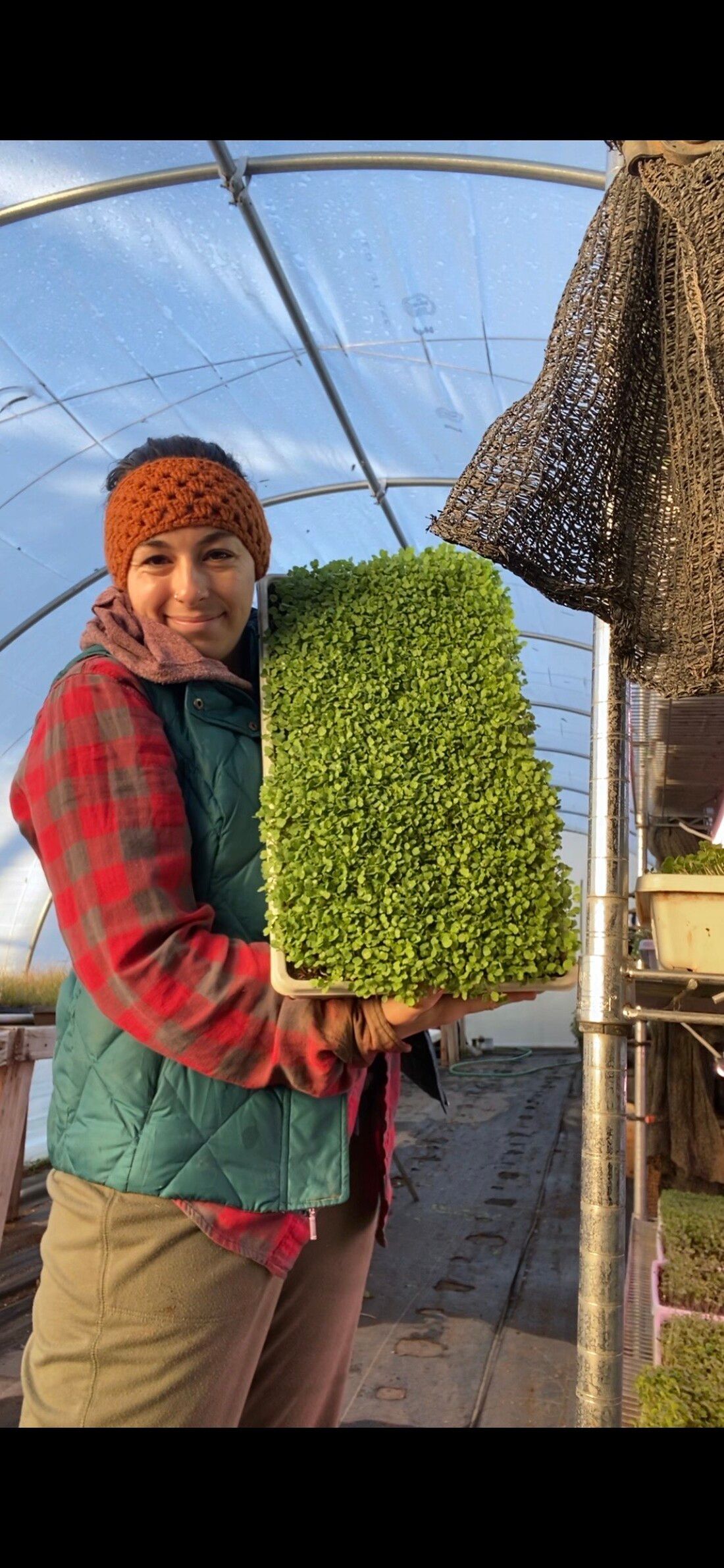 Top 5 Places to Buy Microgreens in California