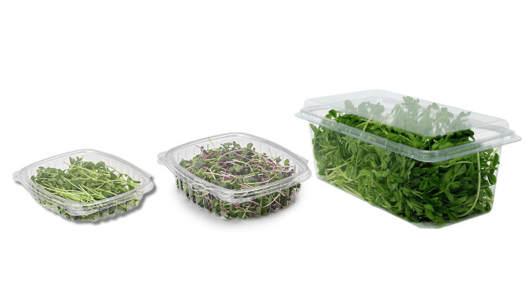 Don't Make These 5 Common Microgreen Container Mistakes