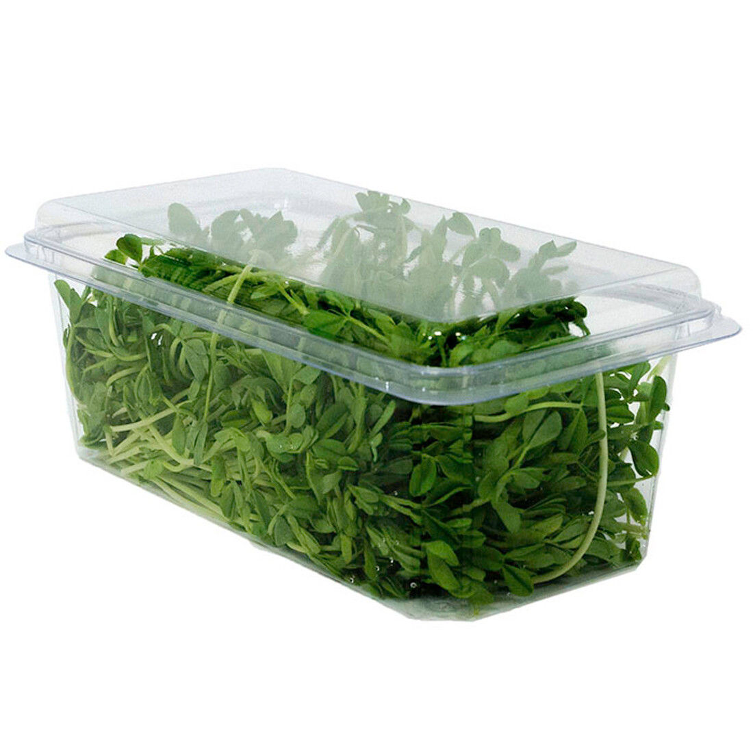 The Ultimate Guide to Choosing Containers for Microgreens