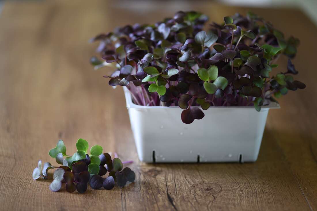 Q4 Boost your Sales: Live Microgreen Trays for the Holidays