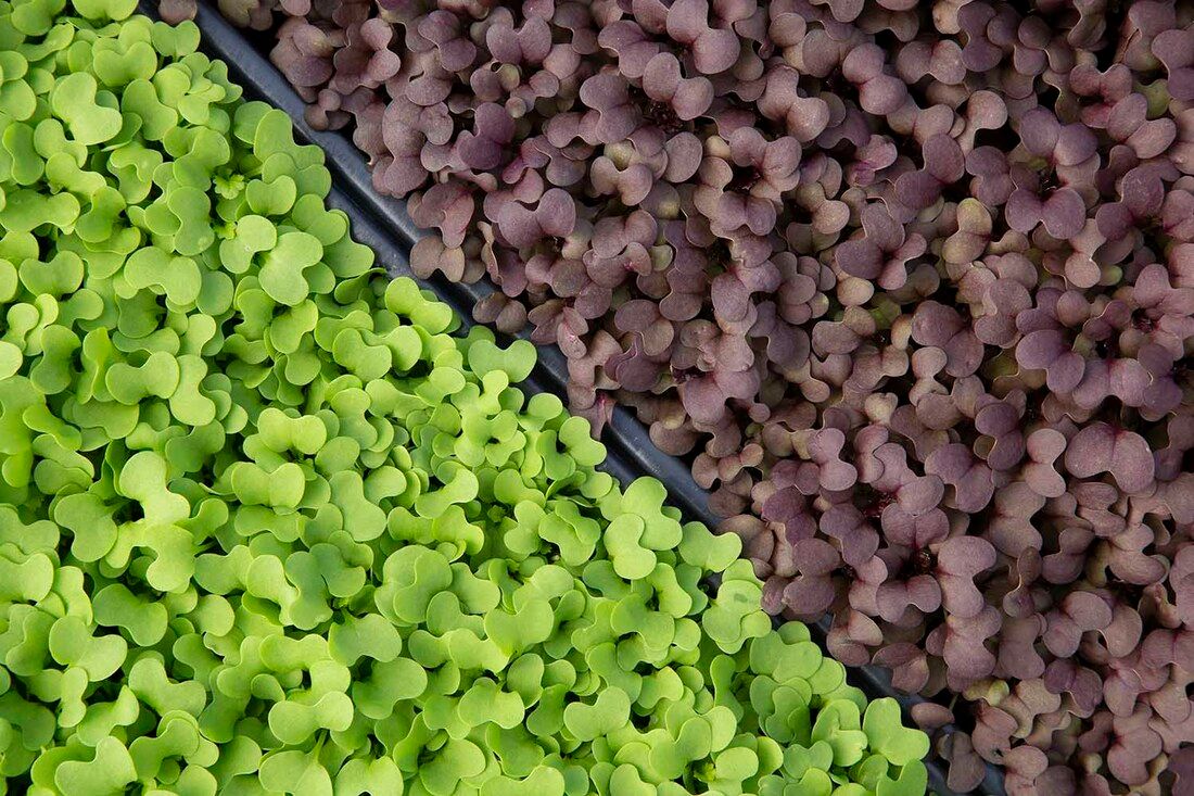 High Mowing Organic Seeds for Microgreen Farmers